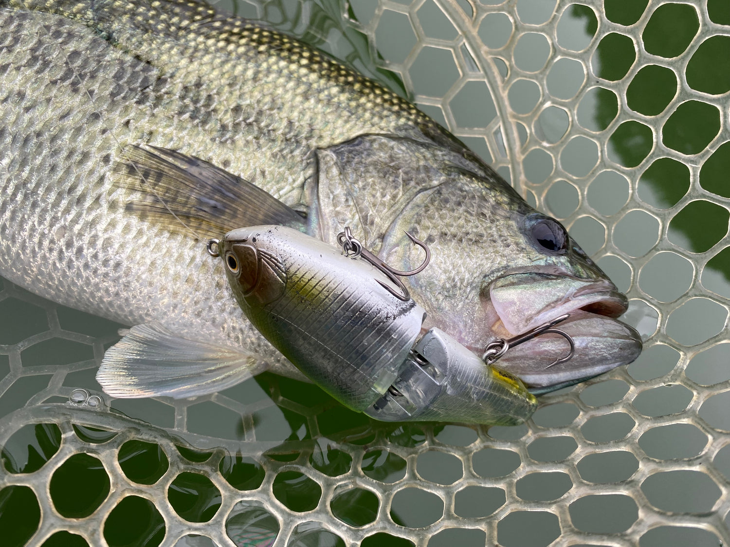 Fishing Blog 04 – Circle Fish Store